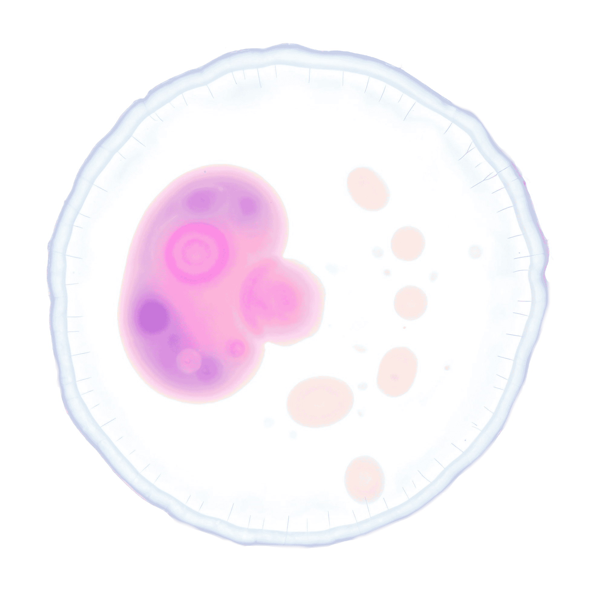 Governance | Project Opera